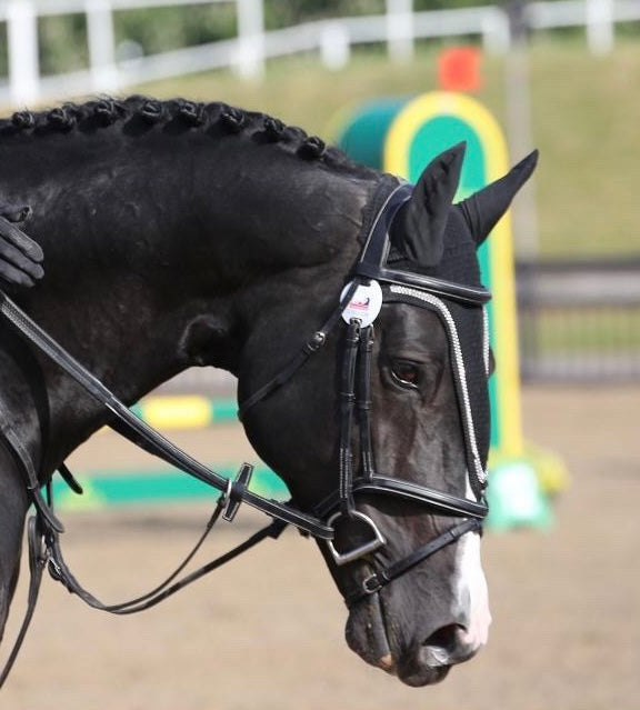 'Signature' Working Bridle (Full Size) – VERO Equestrian